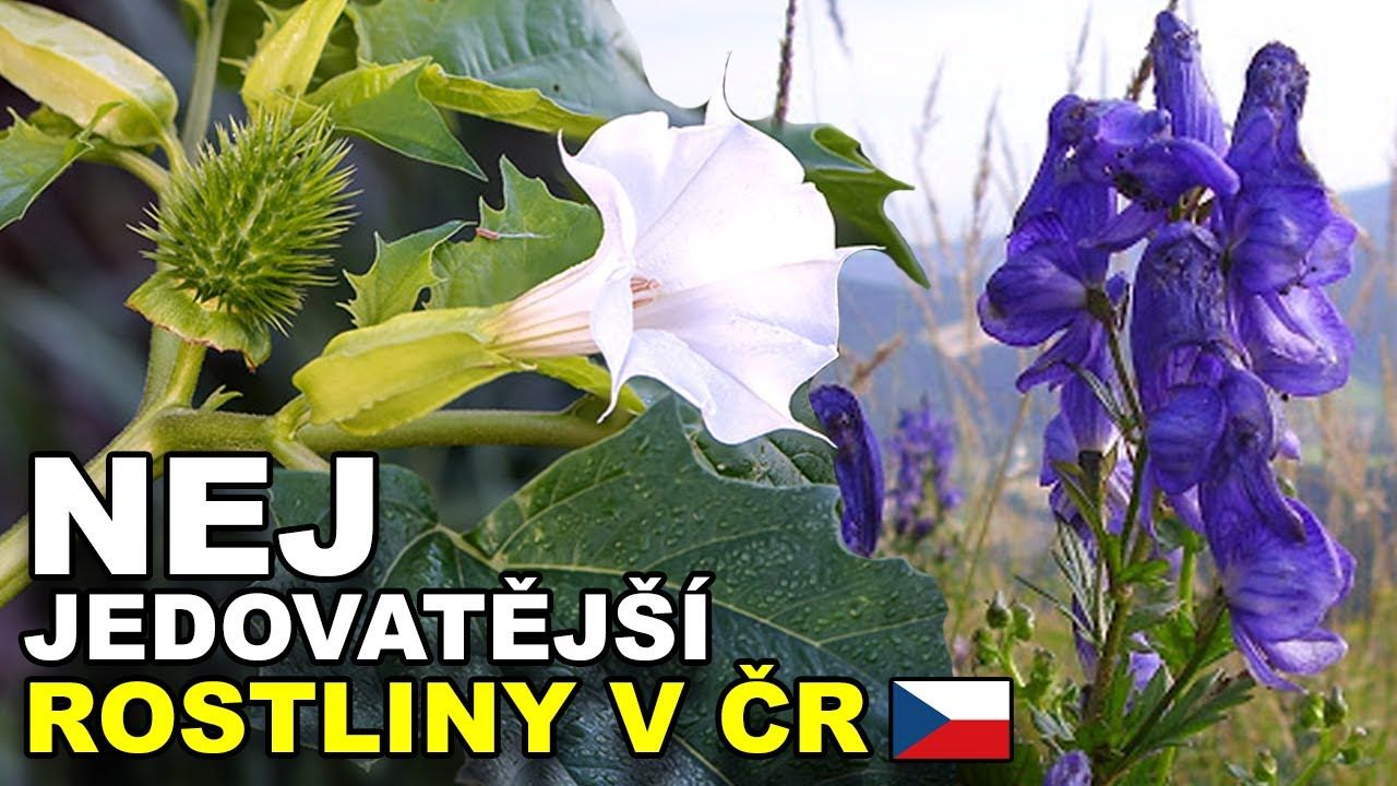 Nejjedovatější rostliny České republiky: Po pozření můžete mít ...